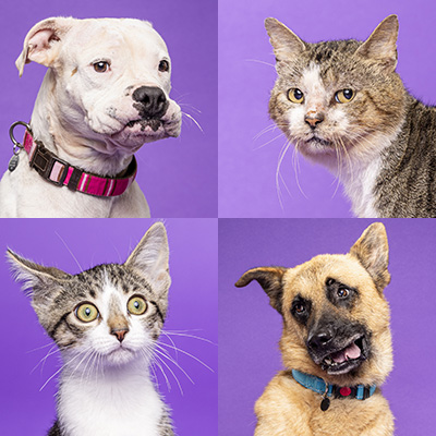 Fur-ever friends! ACC’s Vet Tech summer 2024 pets available for ...
