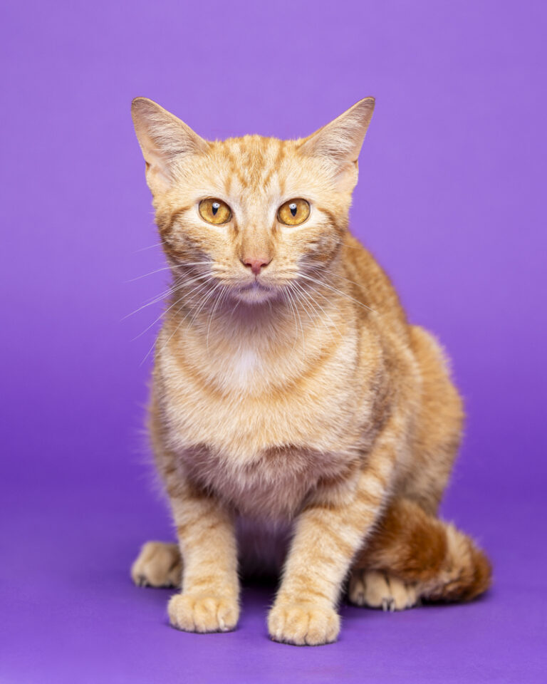 Fur-ever friends! ACC’s Vet Tech summer 2024 pets available for ...