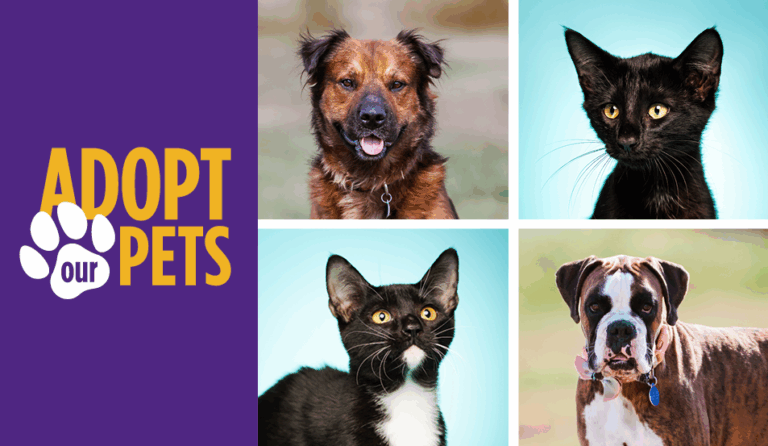 ACC’s Fall 2025 Vet Tech Pets Are Ready for Their Forever Homes | ACC ...